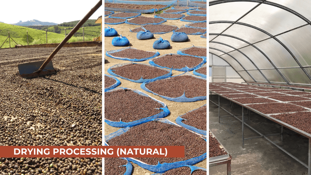 From Cherry To Cup: Navigating The Coffee Processing Flow Chart