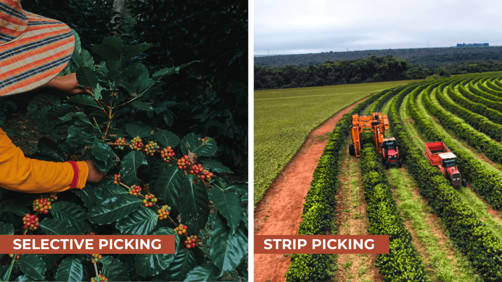From Cherry To Cup: Navigating The Coffee Processing Flow Chart