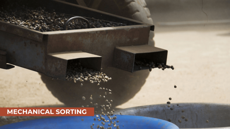 From Cherry To Cup: Navigating The Coffee Processing Flow Chart