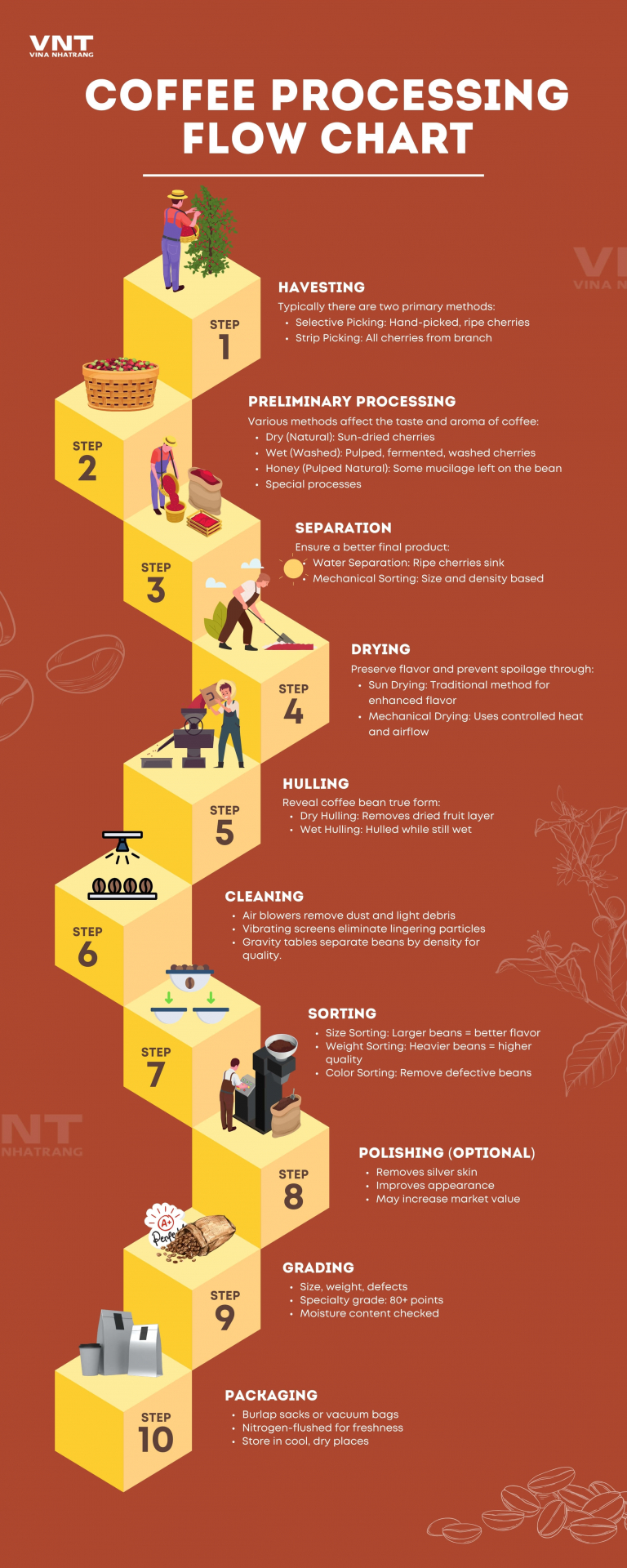 From Cherry To Cup: Navigating The Coffee Processing Flow Chart