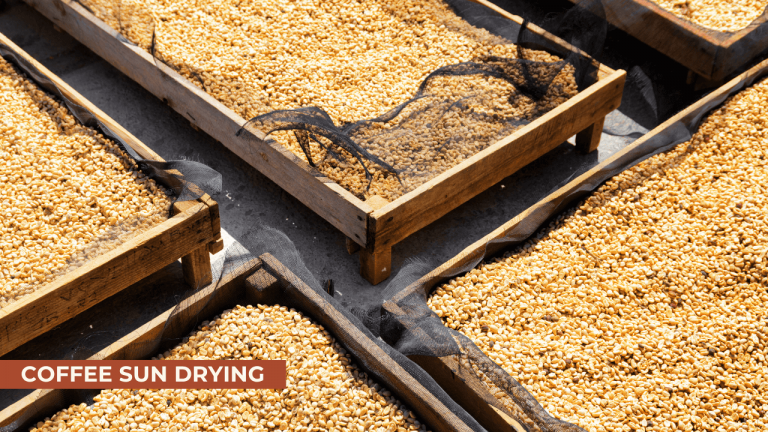 From Cherry To Cup: Navigating The Coffee Processing Flow Chart