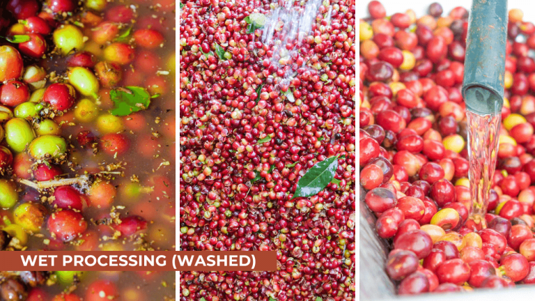 From Cherry To Cup: Navigating The Coffee Processing Flow Chart
