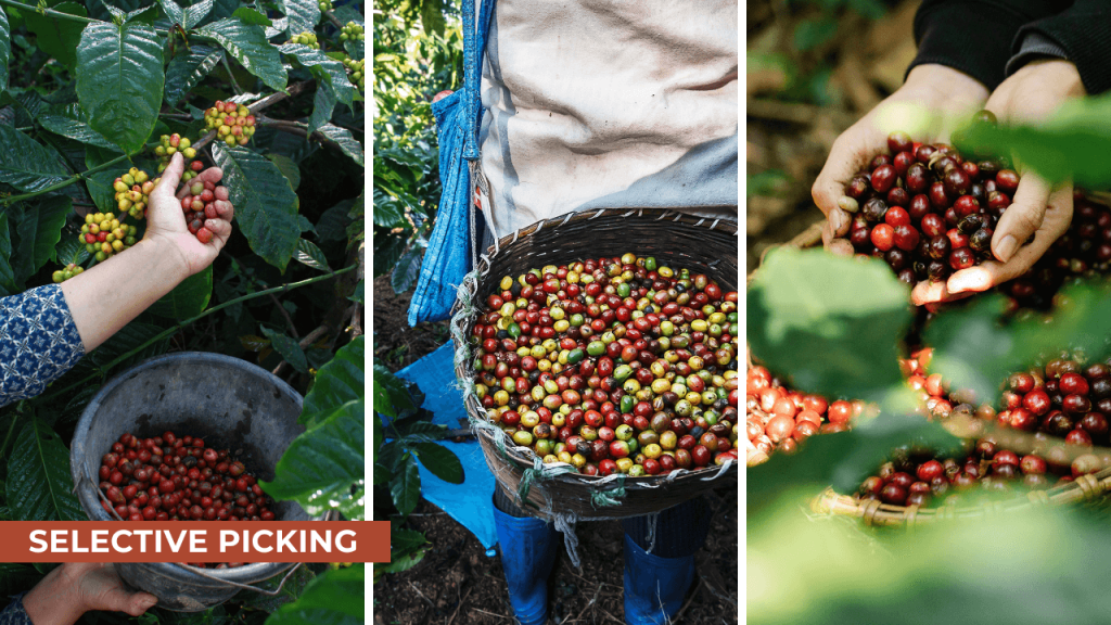 Comprehensive Guide To The Coffee Processing Industry: Methods ...
