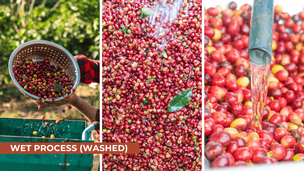 Comprehensive Guide To The Coffee Processing Industry: Methods ...